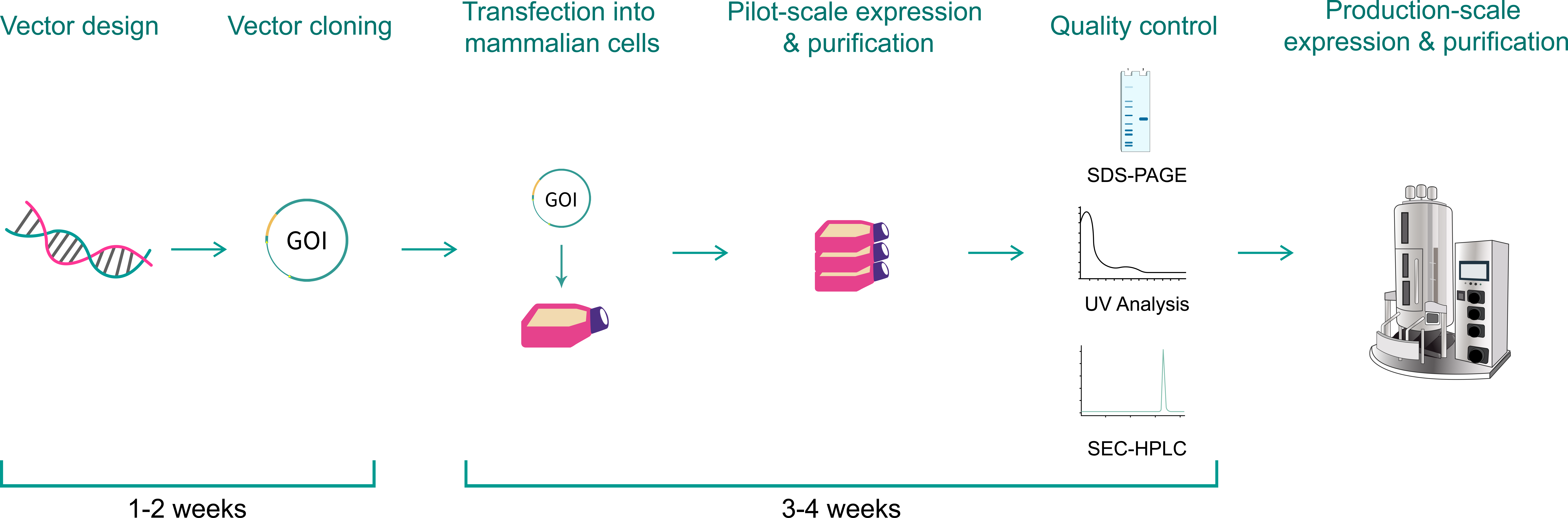 포유류 단백질 발현 | 벡터빌더